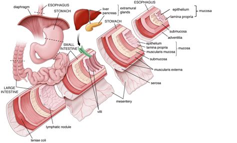 A Histology Tour Of The Gi Tract The Ileum Gastrointestinal Tract