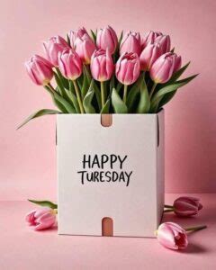 100 Best Happy Tuesday Images And Greetings Share The Vibe Tiny Positive