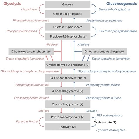 Gluconeogenesis Concise Medical Knowledge