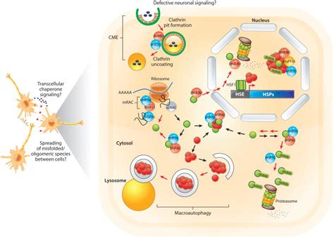The Biology Of Proteostasis In Aging And Disease Pmc