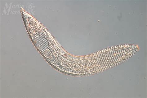Differential Interference Contrast Martin Microscope