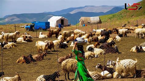 عشایر استان تهران در آستانه نابودی تغییرات اقلیمی و توسعه صنعتی مرگ