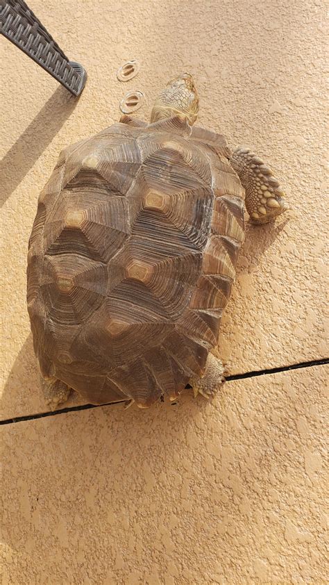 Is This Pyramiding Rtortoise