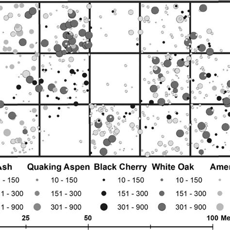 spatial distribution of several tree species within the forest dynamics
