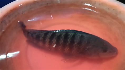 Klasifikasi Ikan Object Detection Dataset And Pre Trained Model By Projectpmkel05