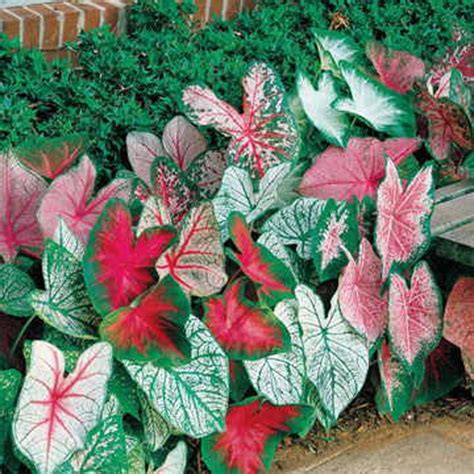 Caladium Bulb Fancy Mix Pack Of 1 One Easy To Grow Colorful Mix
