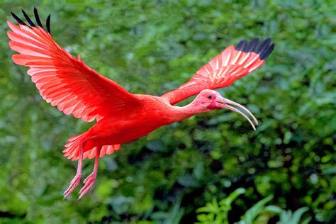 Scarlet Ibis Photograph By Nadia Sanowar Pixels