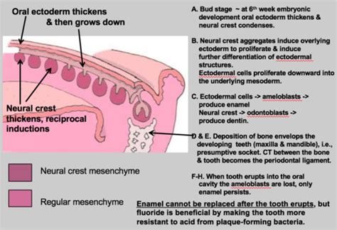 Microanatomy Oral Cavity Flashcards Quizlet