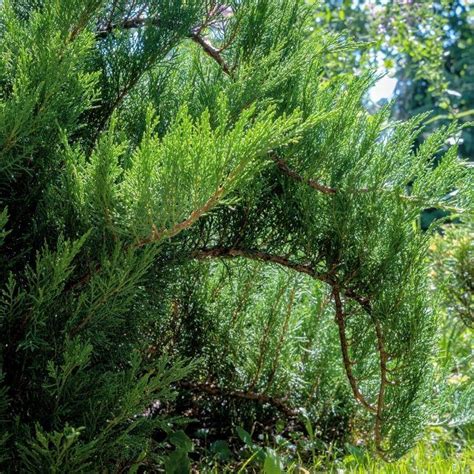 Buy Blue Tamarix Juniper Online Garden Goods Direct