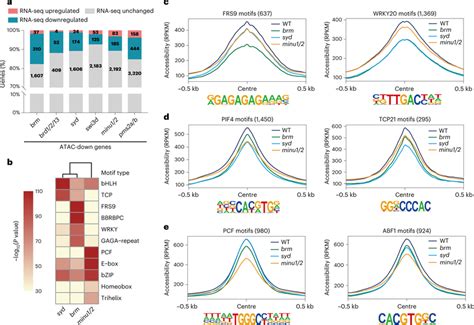Enrichment Of Different Transcription Factor Binding Motifs In The