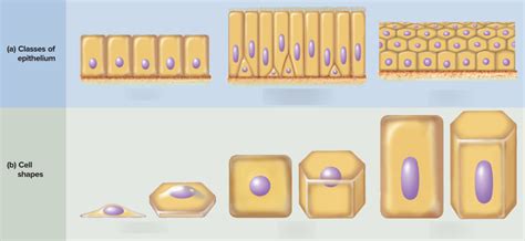 Epithelium Cell Shapes Diagram Quizlet