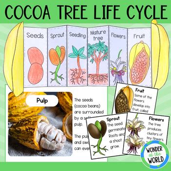 Life Cycle Of A Cocoa Bean Tree Foldable Sequencing Activities Tpt