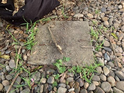 How To Put Wood Mulch Over Rocks Easy Tips Eco Family Life