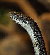 Categorypantherophis Obsoletus — Wikimedia Commons
