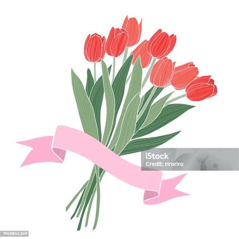 Ilustración De Ramo De Tulipanes Rojos Con Cinta Rosa Ilustración Vectorial De Estilo Handdrwan