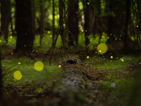 How Synchronous Fireflies Blink In Sync And Where To See Them Npr