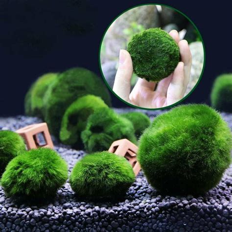 Can Moss Balls Live In Distilled Water At Harrison Fitch Blog