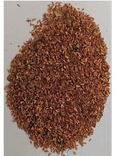 C Viminalis Callistemon Lanceolatus At Rs 4500kg In Dehradun Id 2853565615330 C Viminalis Callistemon Lanceolatus At Rs 4500kg In Dehradun Id 2853565615330