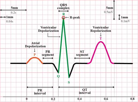 Frontiers Single Heartbeat Ecg Authentication A 1d Cnn Framework For Robust And Efficient