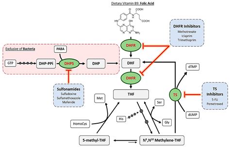 Folic Acid Pathway