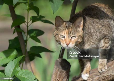 빨간 길 잃은 고양이가 나무를 올라간다 고양이는 약탈적인 표정으로 보입니다 애완고양이에 대한 스톡 사진 및 기타 이미지 애완고양이 가축 고양이 새끼 Istock