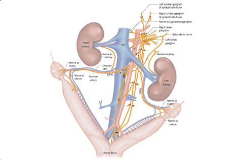 Schematic Showing The Origin And Distribution Of The Ovarian Plexus