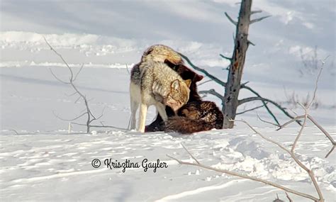 Photo Essay Wolf Breeding Season Rewilding