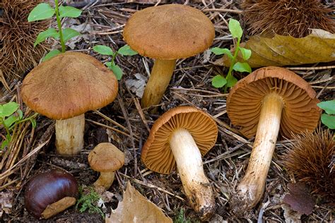 Cortinarius Orellanus Tige Gordijnzwam Foto Beeld 132374