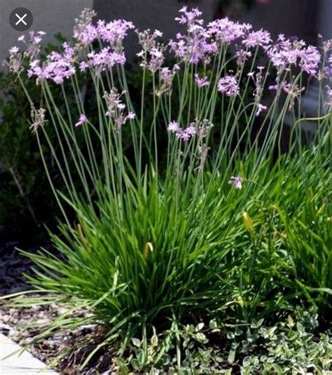 Society Garlic Society Garlic Purple Flowering Plants African Plants
