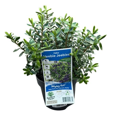 Hebe Heebie Jeebies 14cm Gardenworld