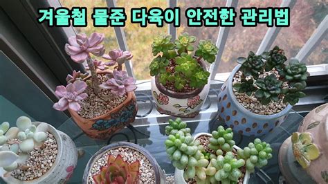 다육이♡ 겨울철 물준 다육이 안전한 관리법💓💓 Youtube