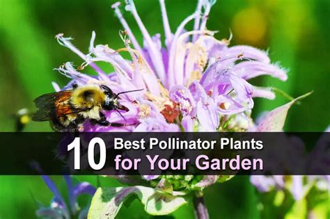 10 Best Pollinator Plants For Your Garden