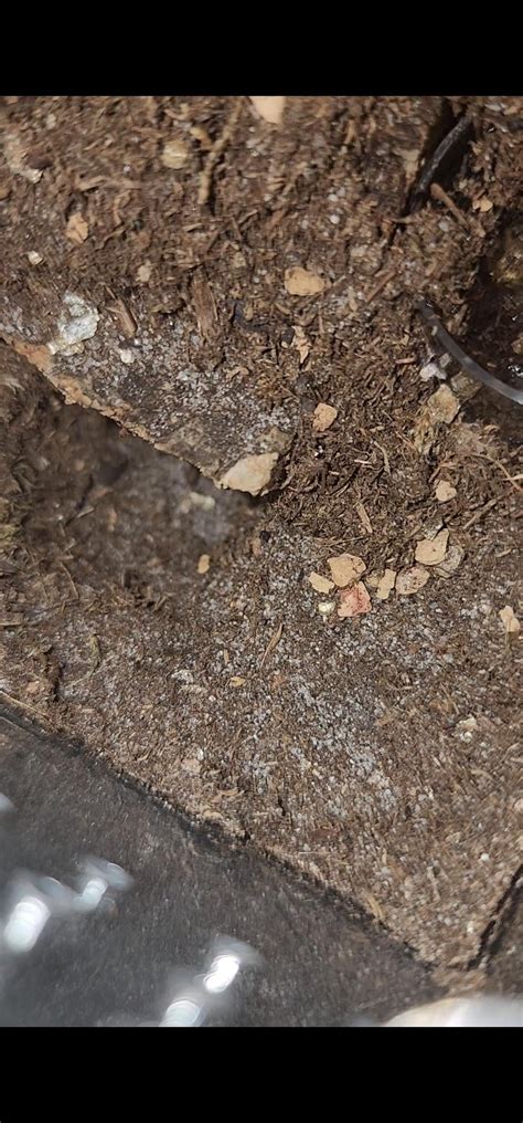 What Is This In My Substrate Rtarantulas