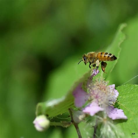 Fleissig Forum Für Naturfotografen
