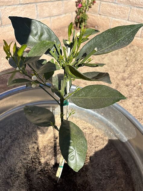 Hetzii Columnar Juniper Trees For Sale