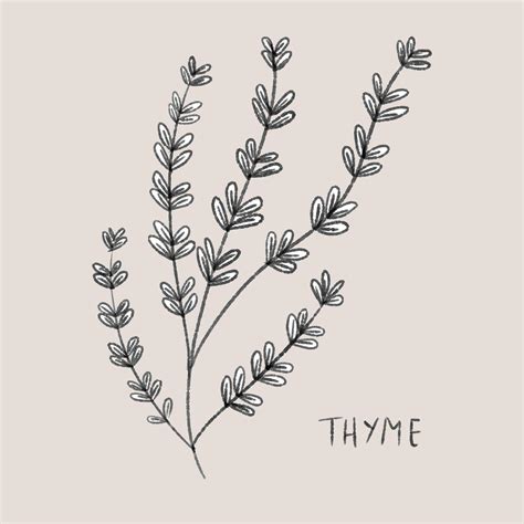 Thyme Herb Doodle Front View Illustration Wildflower Line Art Hand Drawing Thyme Element For