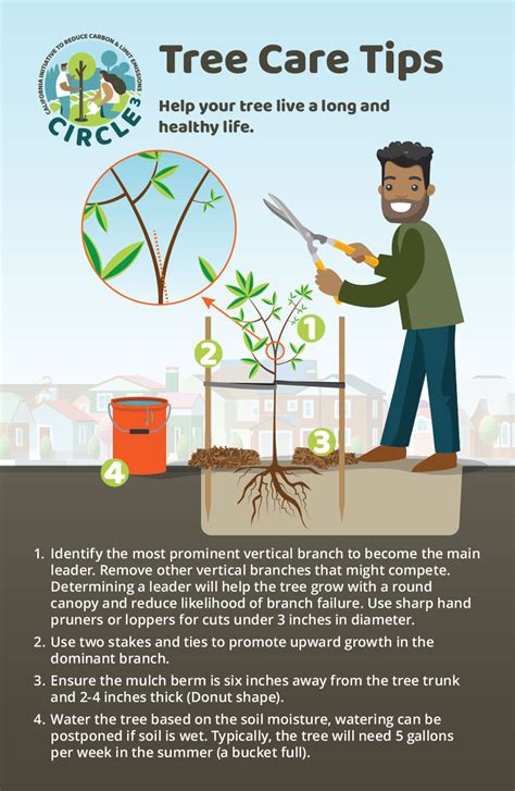 Tree Care Guides And Tips California Urban Forests Council