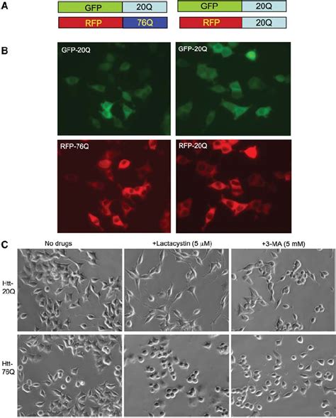 Coexpression Of Exon1 Htt With A Normal 20q Or Expanded 76q Polyq Download Scientific