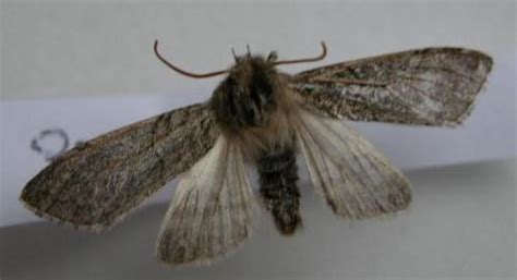 Achlya Flavicornis Photo Anonyme Galerie