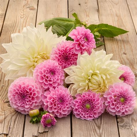Dahlia Assorted Fleurel And Stolze Von Berlin 4 Tuber Clumps