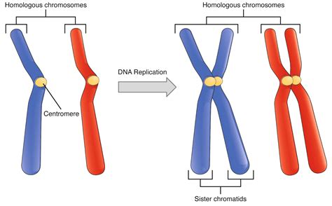 Sister Homologous Chromatids Chromosomes Diagram