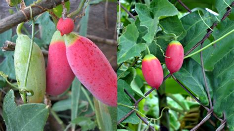 Bình Bát Là Trái Gì Công Dụng Trái Bình Bát đối Với Sức Khỏe