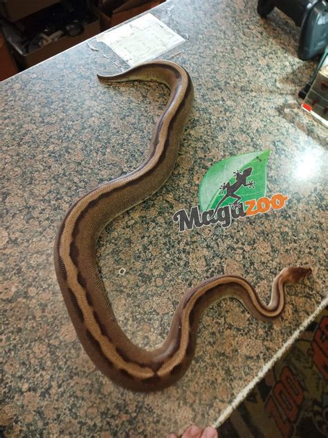 Python royal génétique stripe het enhancer femelle - Magazoo, l'Univers ...