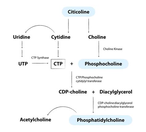 Complete Guide To Uridine Monophosphate
