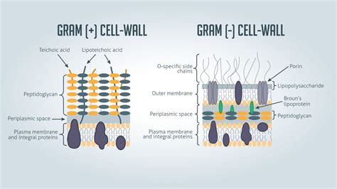Simple Staining Procedure Principle Result Biology Notes Online