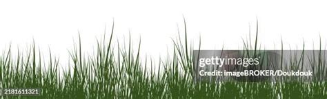 Digitally Rendered Grass Isolated On White Background High Res Vector
