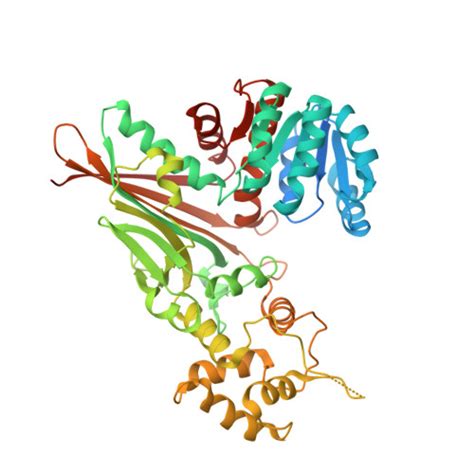 Rcsb Pdb 5o1p Crystal Structure Of Human Aminoadipate Semialdehyde