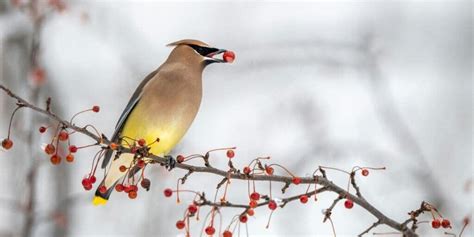 Species Conservation Successes And Reasons For Hope In The Midst Of
