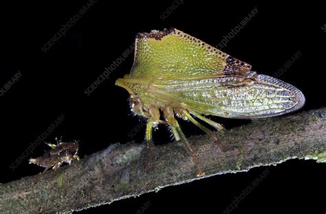 Treehopper And Nymph Stock Image C Science Photo Library Treehopper And Nymph Stock Image C Science Photo Library