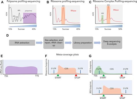 Frontiers Small Open Reading Frames How To Find Them And Determine Their Function